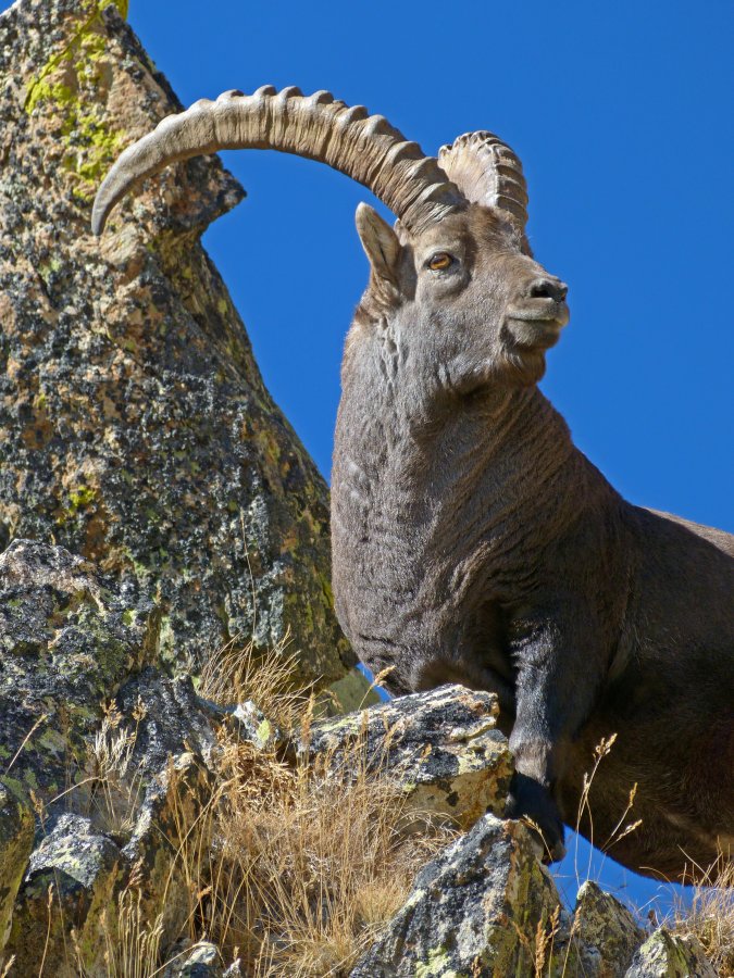 Parc national du Mercantour